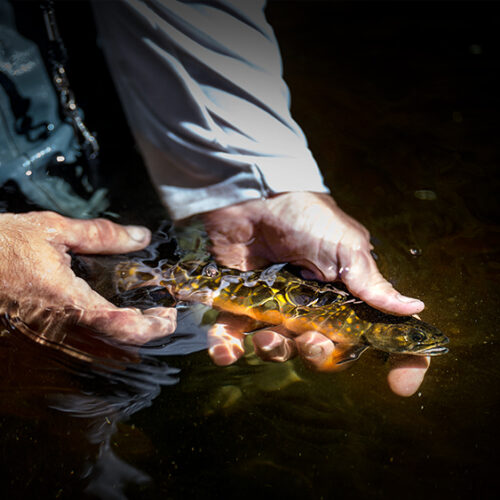 WELCOME TO THE SCHOOL OF ZEN FLY FISHING - fisherofzen